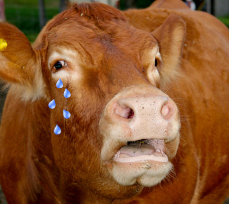 Imagenes de vacas tristes - Imagui